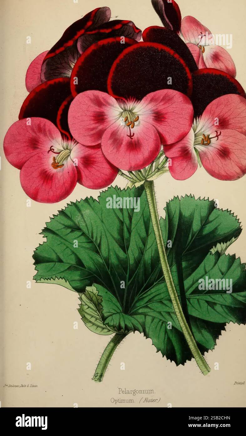 Le fleuriste, fruitiste, et le jardin divers. Londres, Chapman et Hall ...