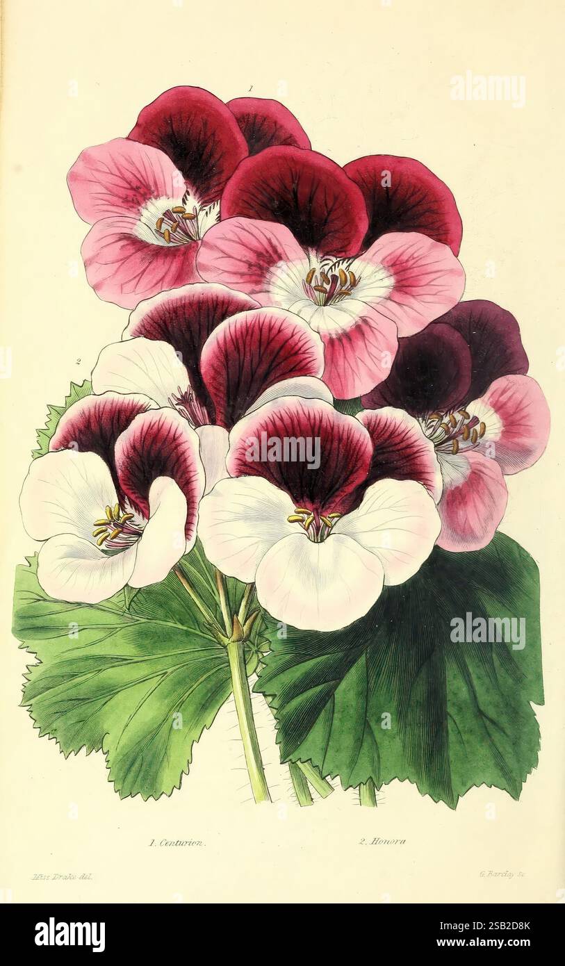 Le fleuriste et le jardin divers. Londres, Chapman et Hall, 1850-1851 ...