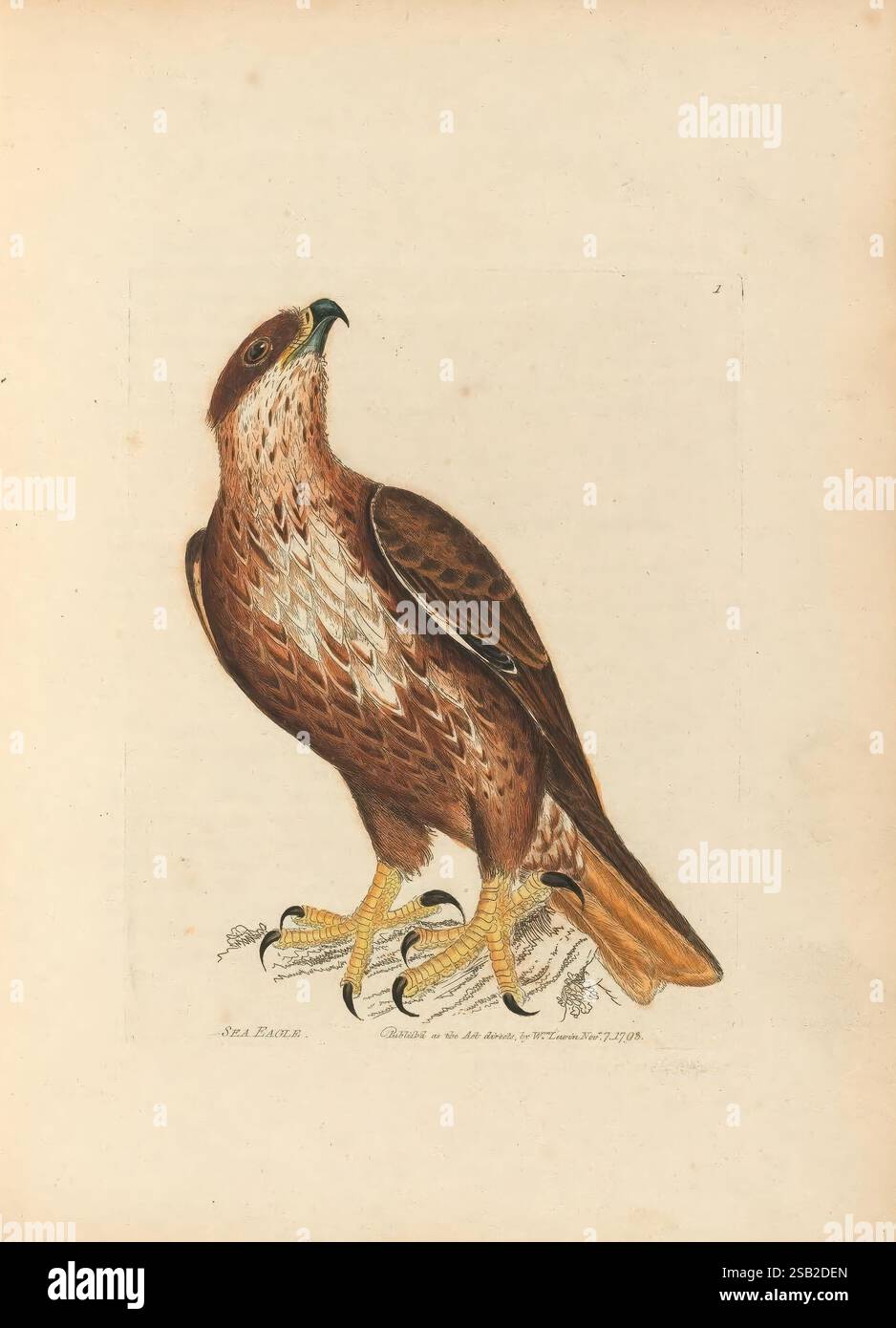 Les oiseaux de Grande-Bretagne, 1795-1801, musée de zoologie comparée ...