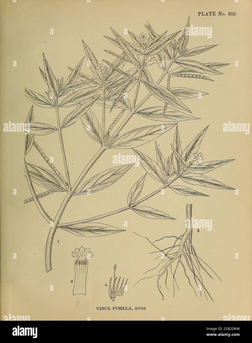Indien, médicinal, plantes, Bahadurganj, Inde, Sudhindra, Nath, Basu ...