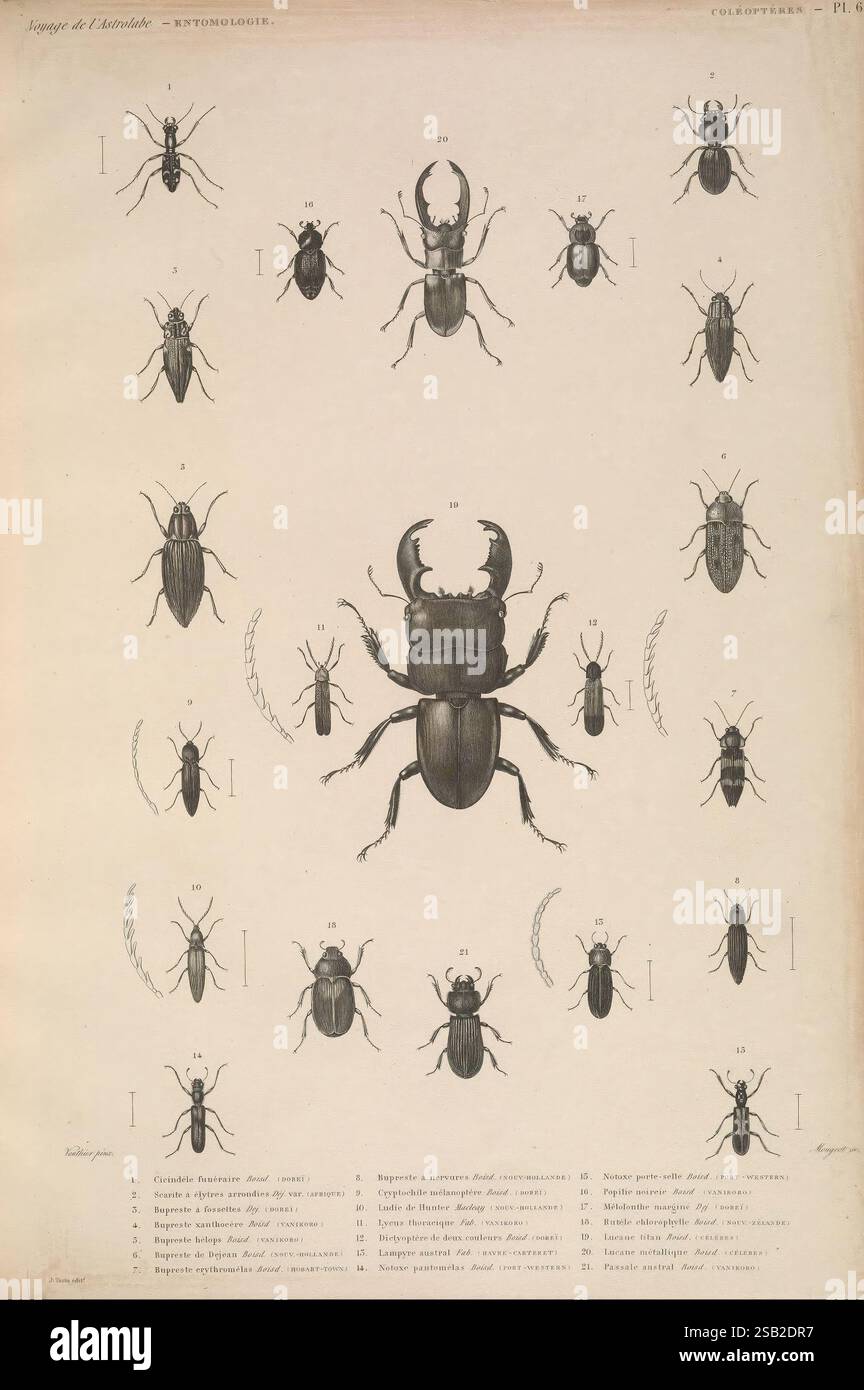 Faune entomologique de l'Océan pacifique, Paris, J. Tastu, 1832-35 ...