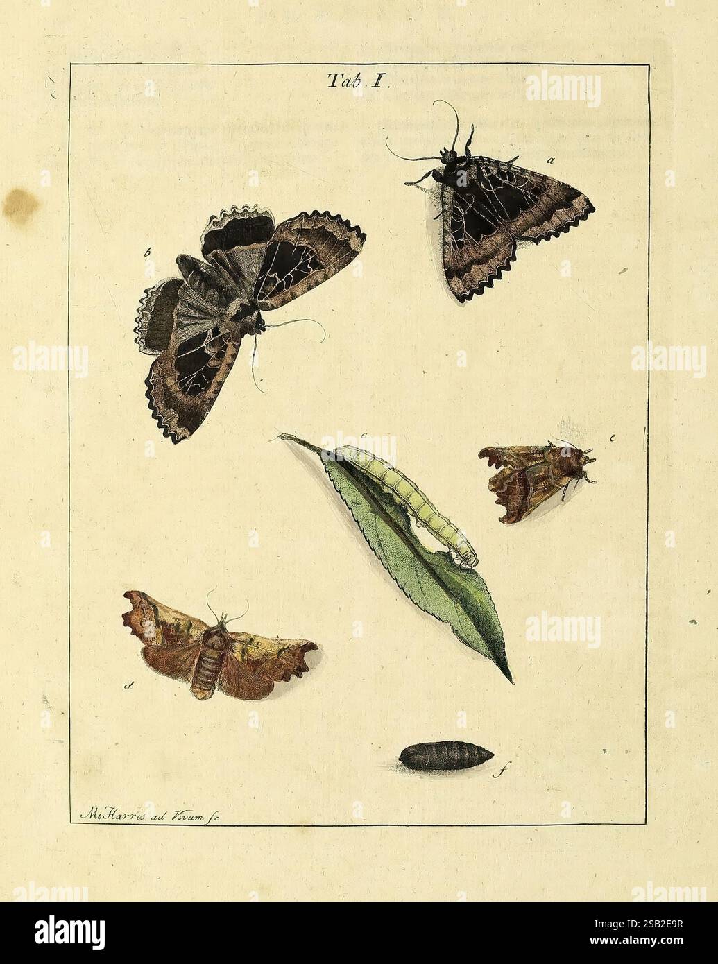 Exposition des insectes que se trouvent en Angleterre, Londres, B ...