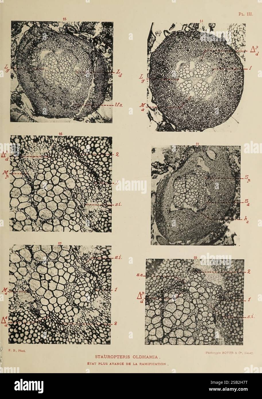 Etudes sur la fronde des Zygopteridae, Lille, Impr. L. Danel, 1909 ...