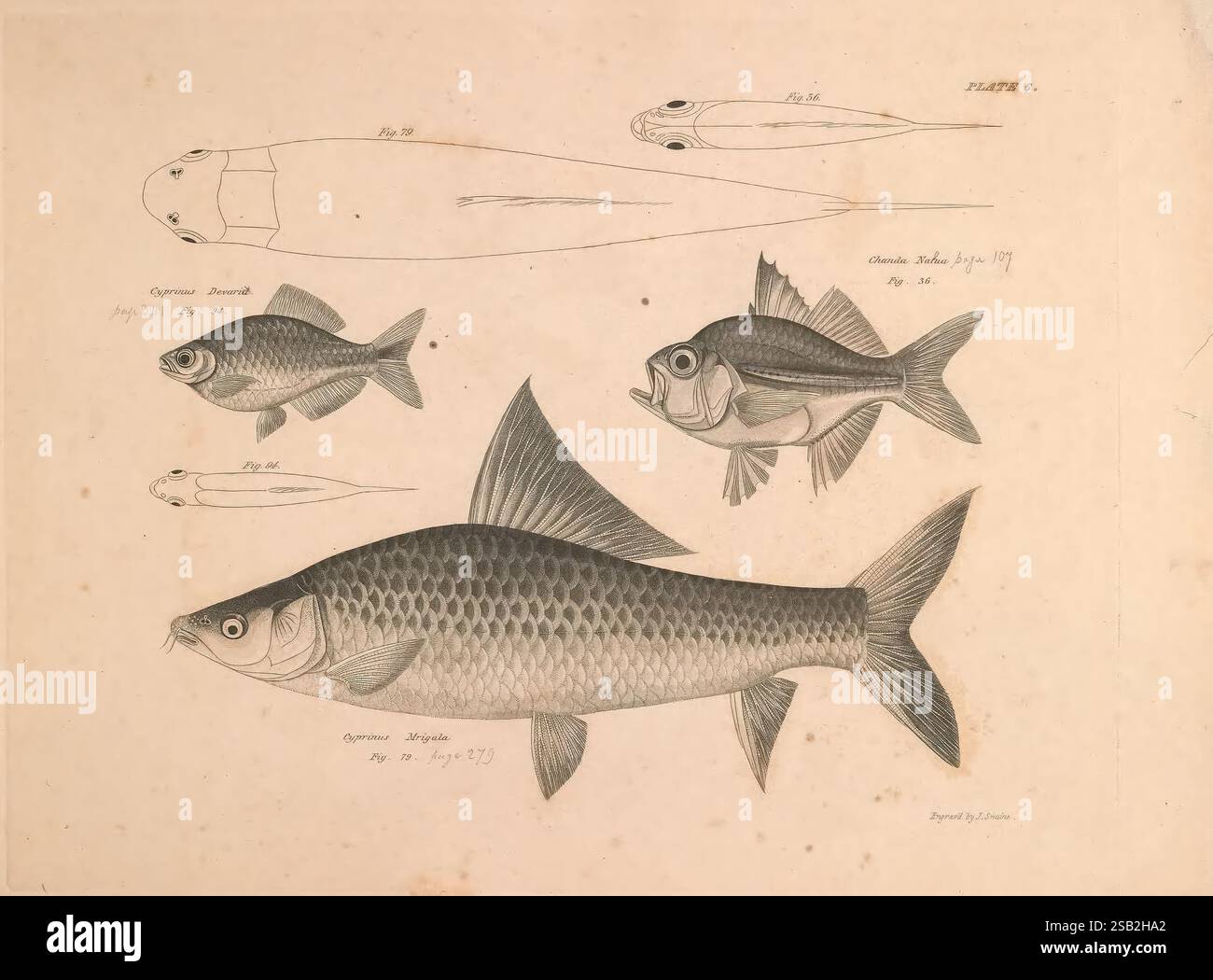 Un compte rendu des poissons trouvés dans le Gange et ses branches ...