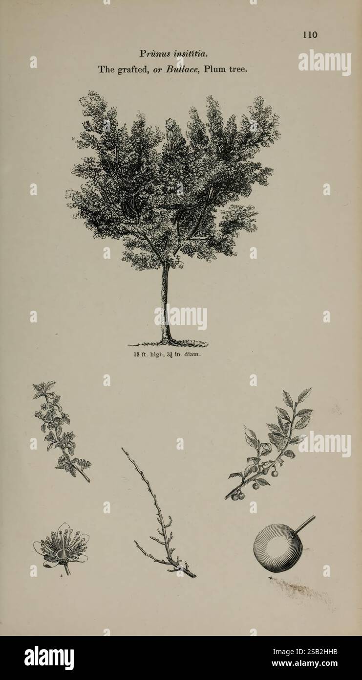 Arboretum et fruticetum britannicum, or London, J.C. Loudon, 1844 ...