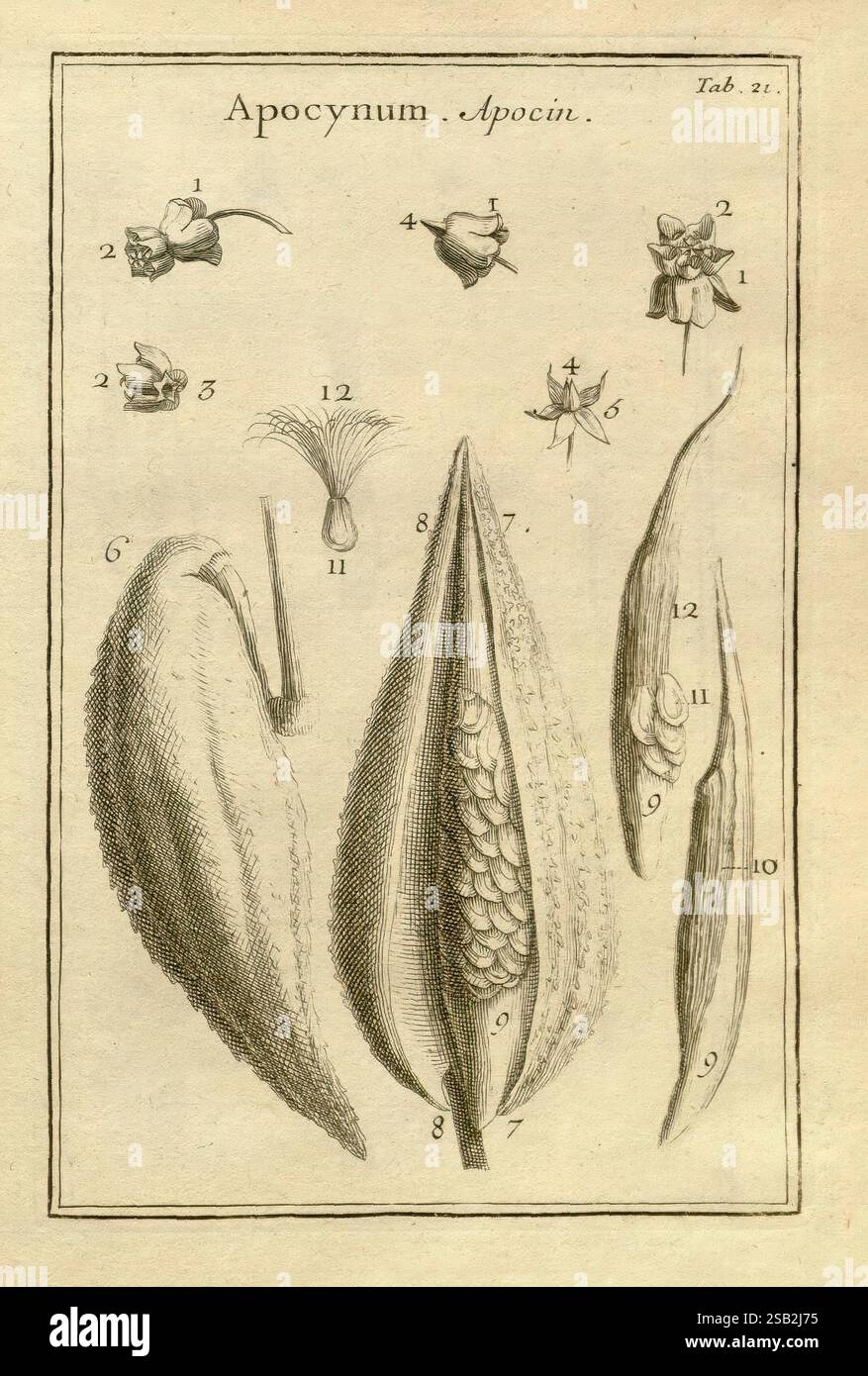 Joseph Pitton de Tournefort, Institutiones Rei herbariae, Parisiis, E ...