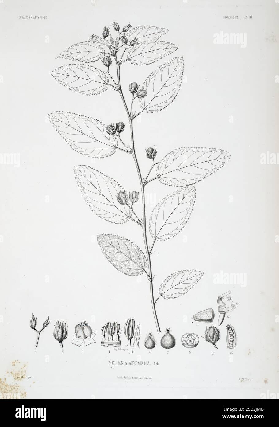 Tentamen, florae, Abyssinicae, Parisiis, Arthus Bertrand, 1847-1851 ...