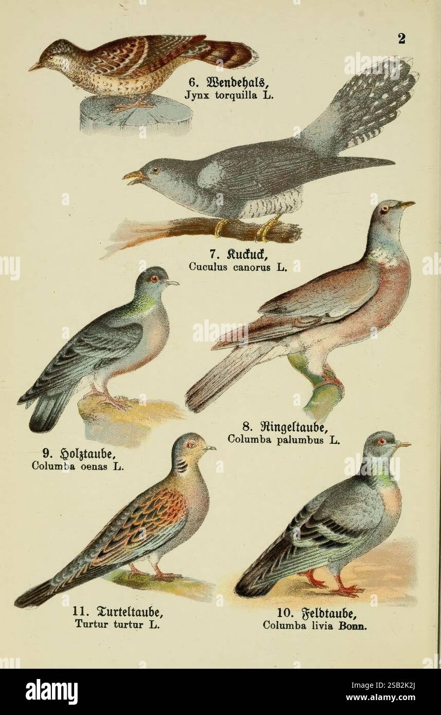 Schreibers kleiner Atlas der einheimischen Vögel Esslinger, J.F. Schreiber [s.d.] oiseaux ...