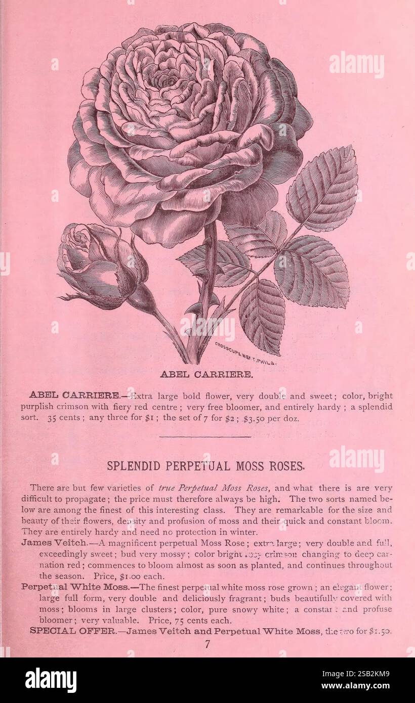 Le nouveau guide de la culture des roses, West Grove, Pa, The Dingee ...