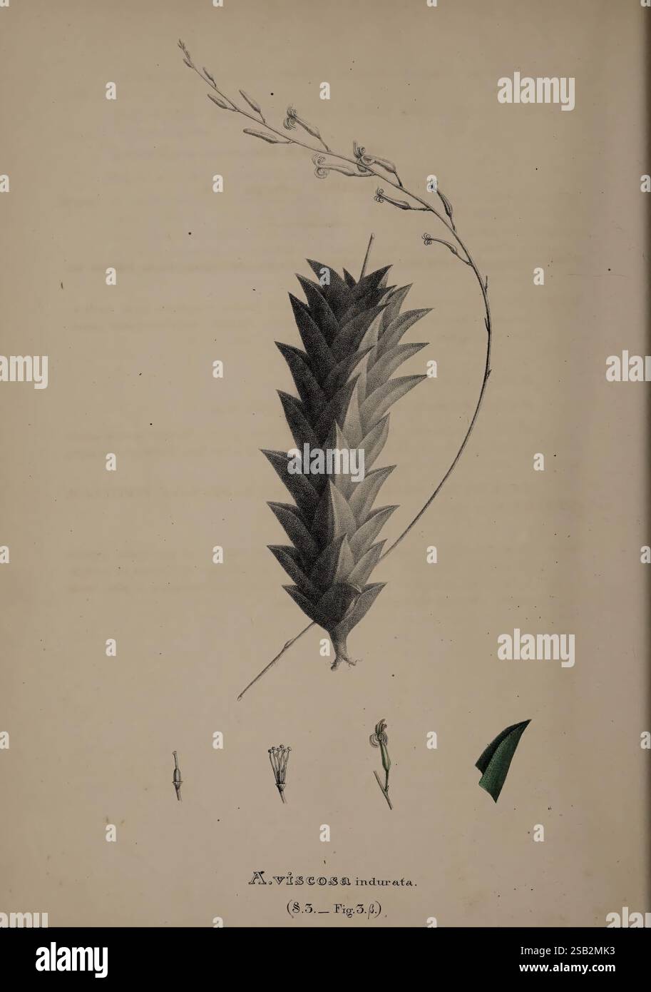 Monographia generum aloes et mesembryanthemi, Bonnae, Maximilianum ...