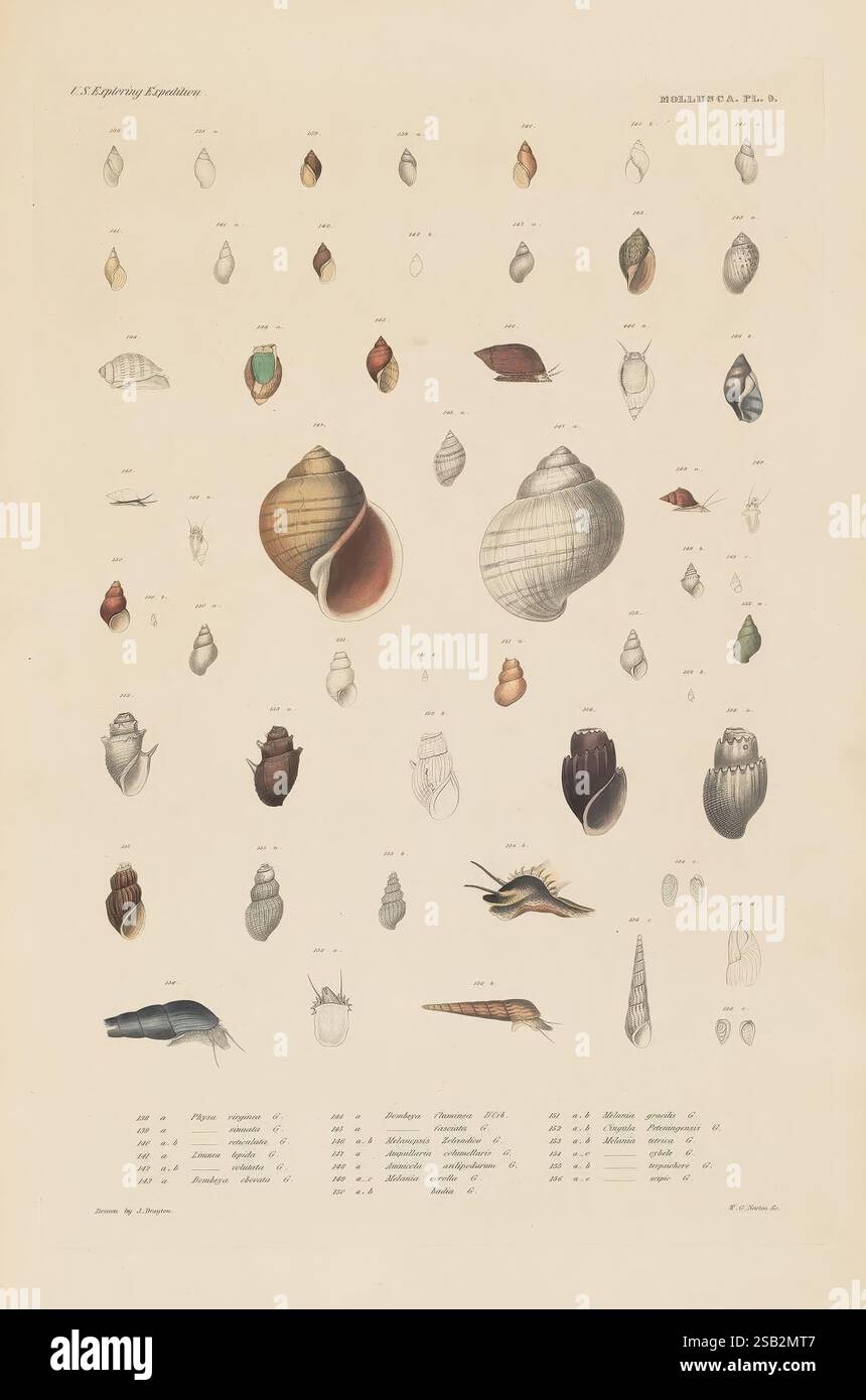 Mollusques, coquillages, Boston, Gould, Lincoln, 1852, mollusques, une ...