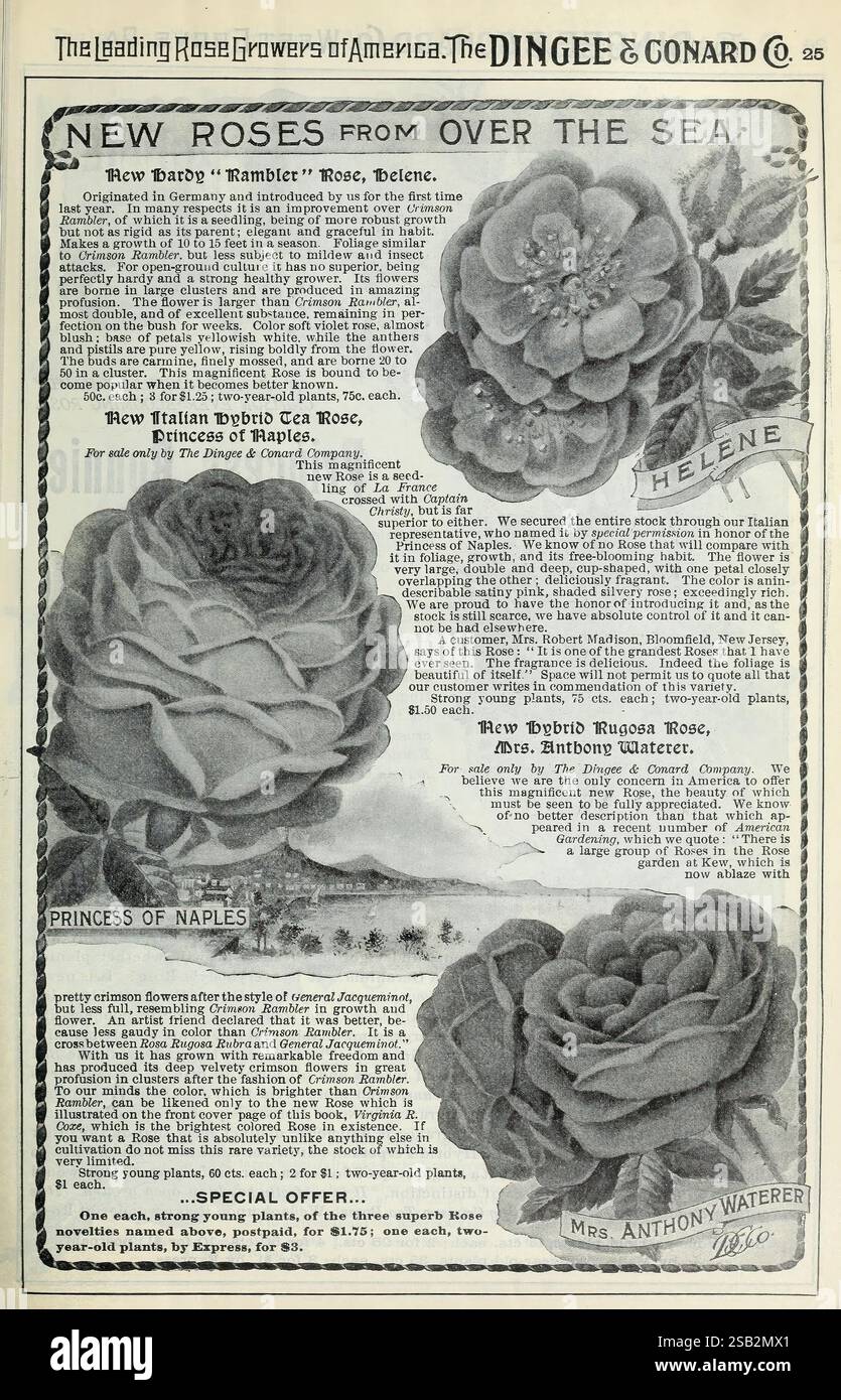 Notre nouveau guide de la culture des roses West Grove Pa The Dingee ...