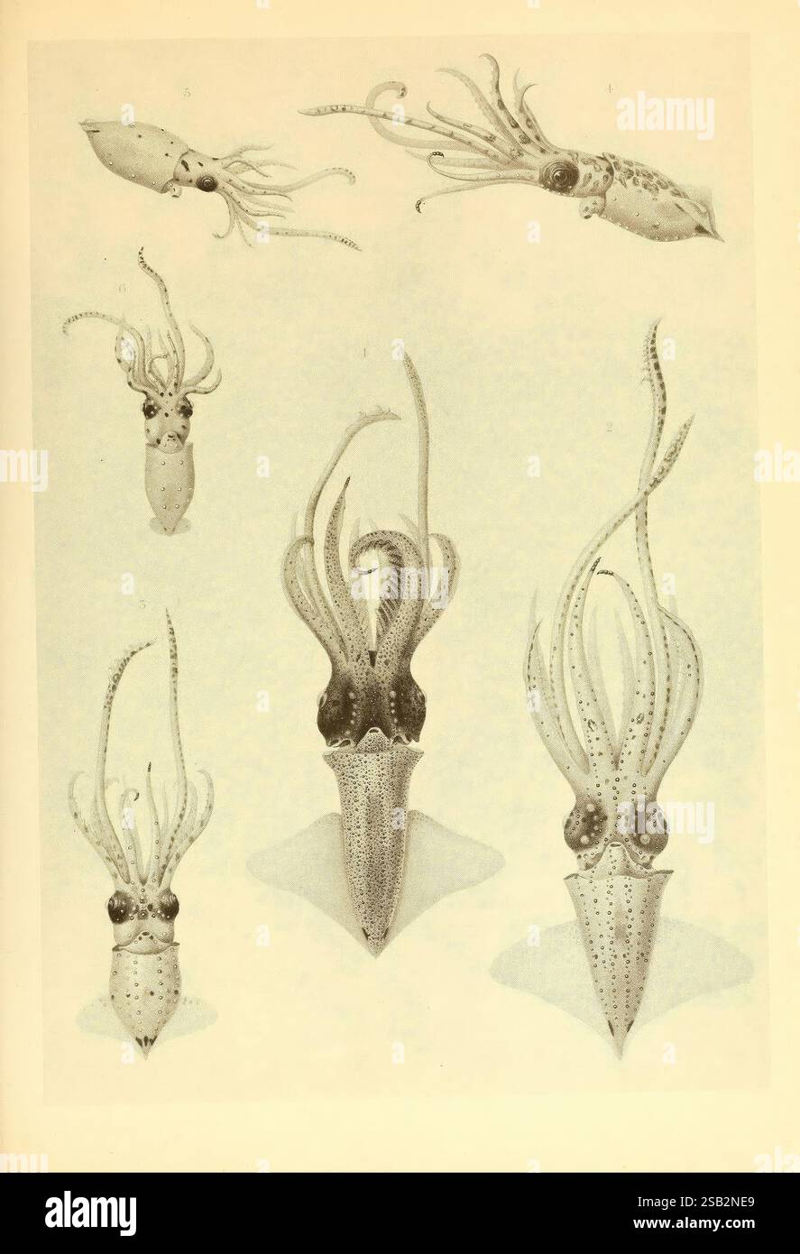 Atlas des céphalopodes, 1975. Cephalopoda, Abraliopsis morisii, Une ...
