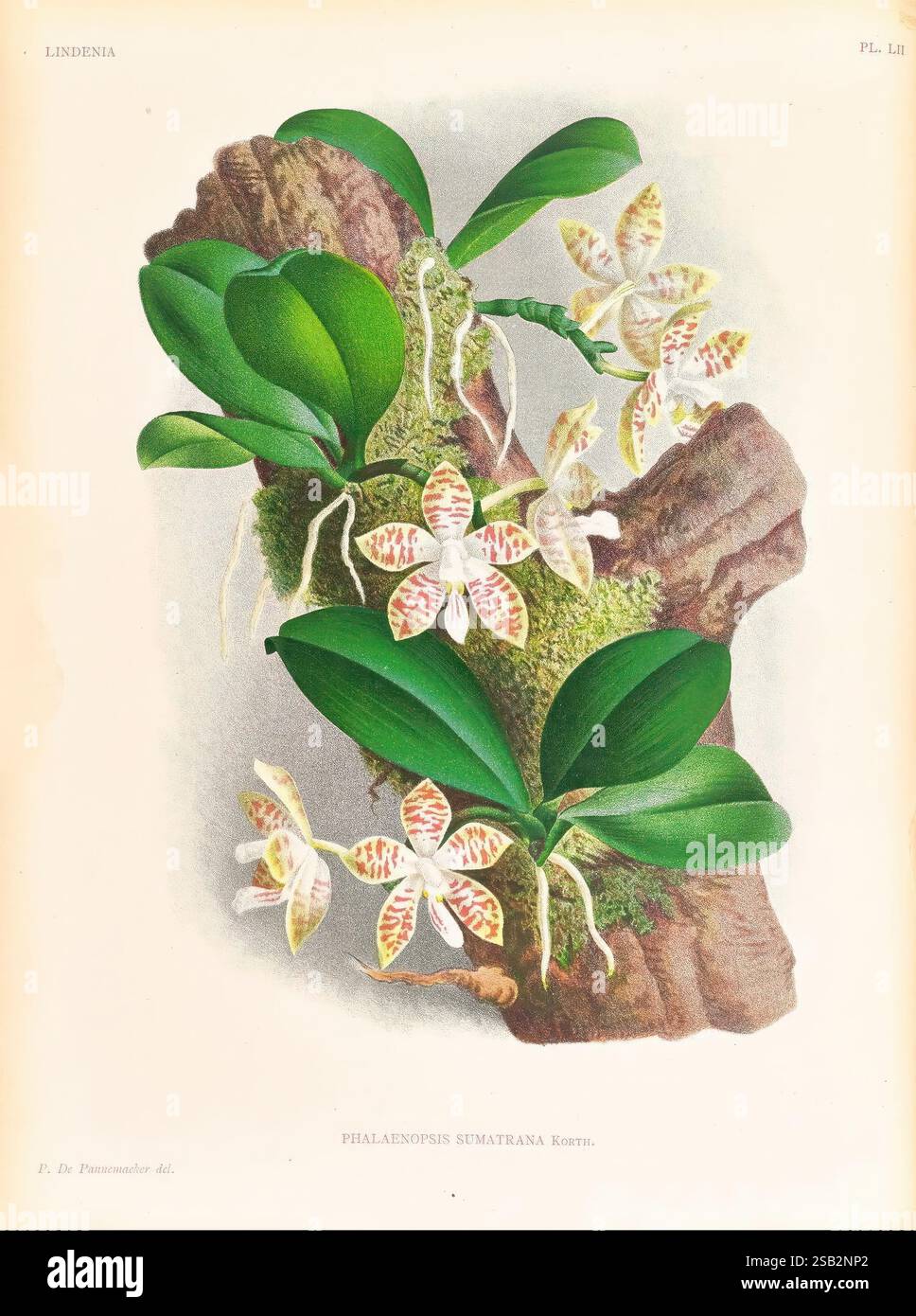 Lindenia, Gand [Belgique], Impr. F. Meyer-van Loo, 1885-1906 ...