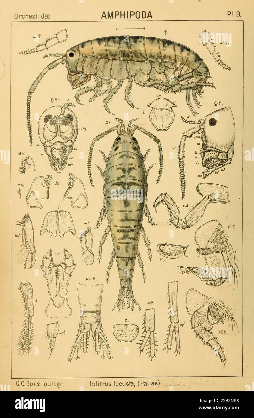 Récit des crustacés de Norvège Christiania A. Cammermeyer 1895-1928 ...