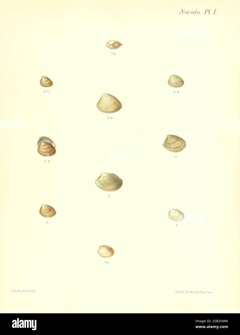 Conchologia Iconica, ou illustrations des coquilles d'animaux ...