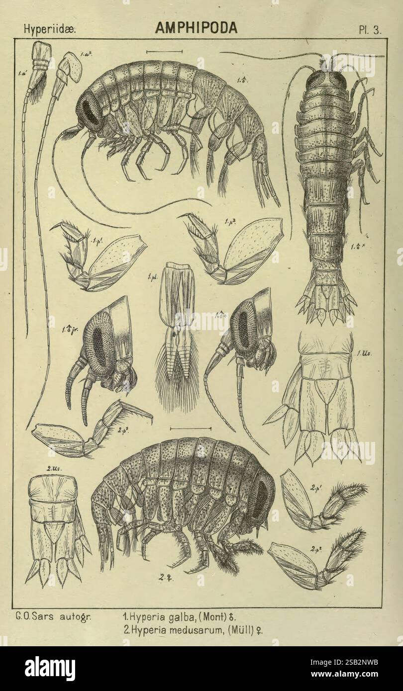 Un, compte-rendu, de, le, Crustacea, de, Norway Amphipoda, (planches ...