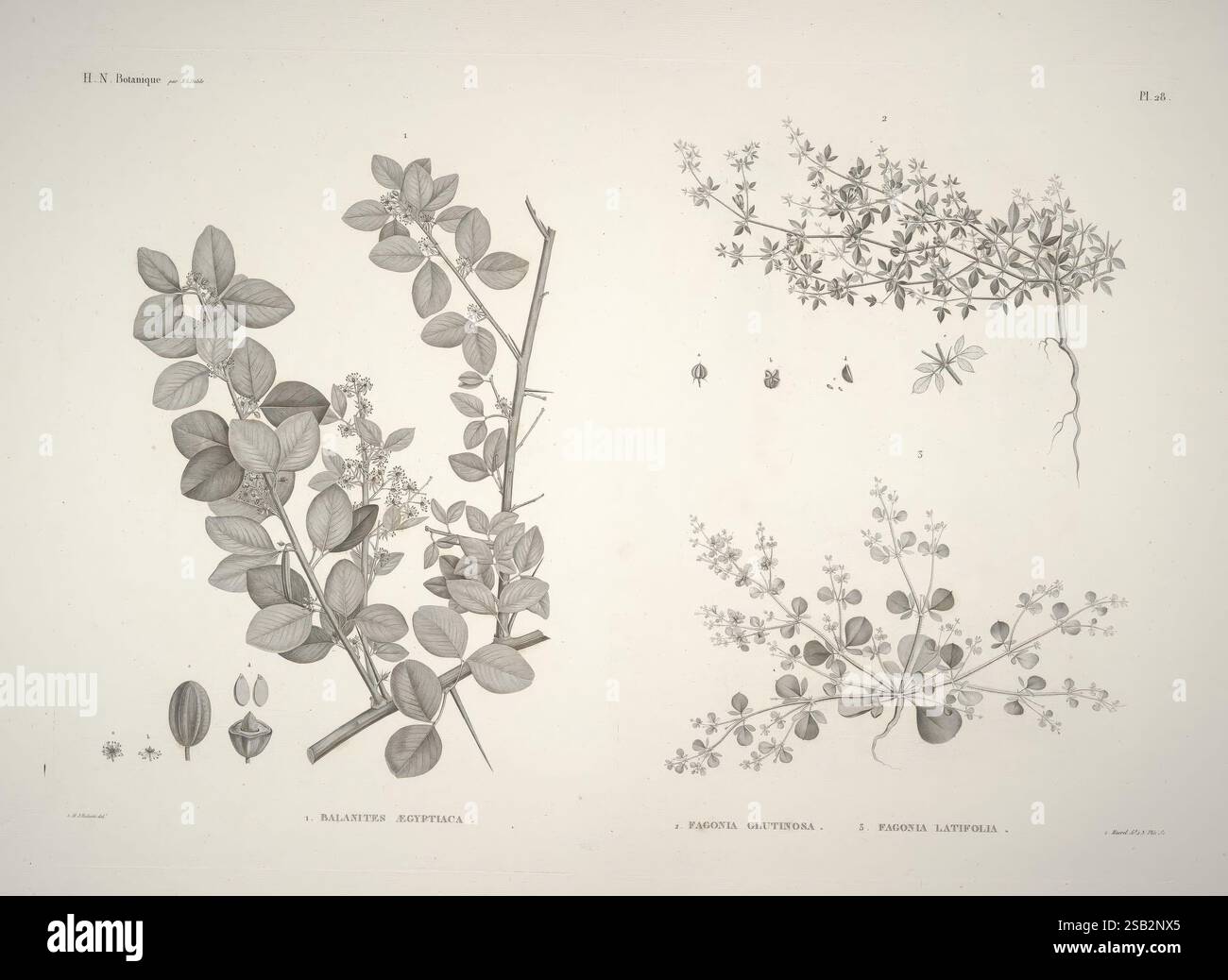 Flore d'Egypte, Paris, imprimerie Impériale, 1813, plants, Egypte, l ...