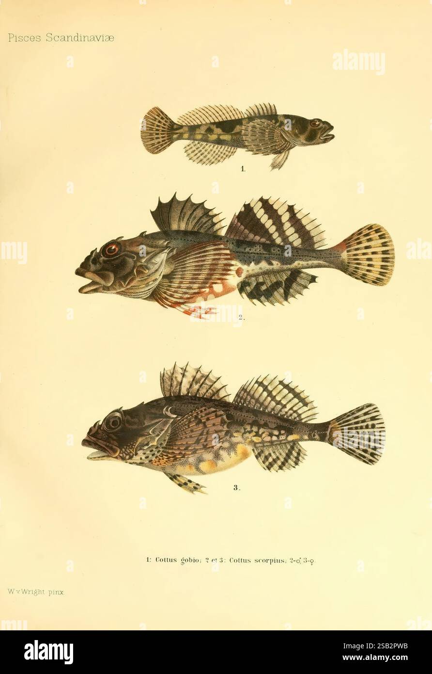 Une histoire de, scandinave, poissons, Stockholm, P.A. Norstedt & söner ...