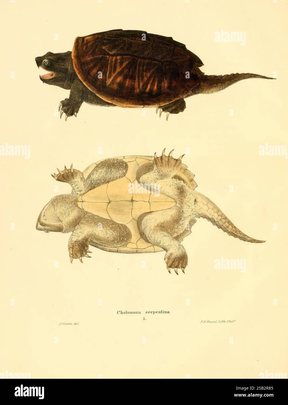 Herpétologie nord-américaine, Philadelphie, J. Dobson, 1836-1840 ...