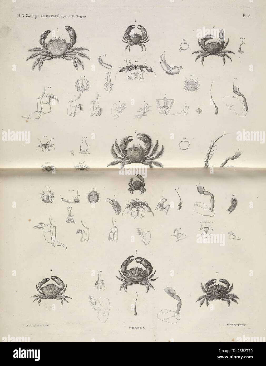 Iconographie des crustacés et des arachnides de l'Égypte, Paris, de l ...