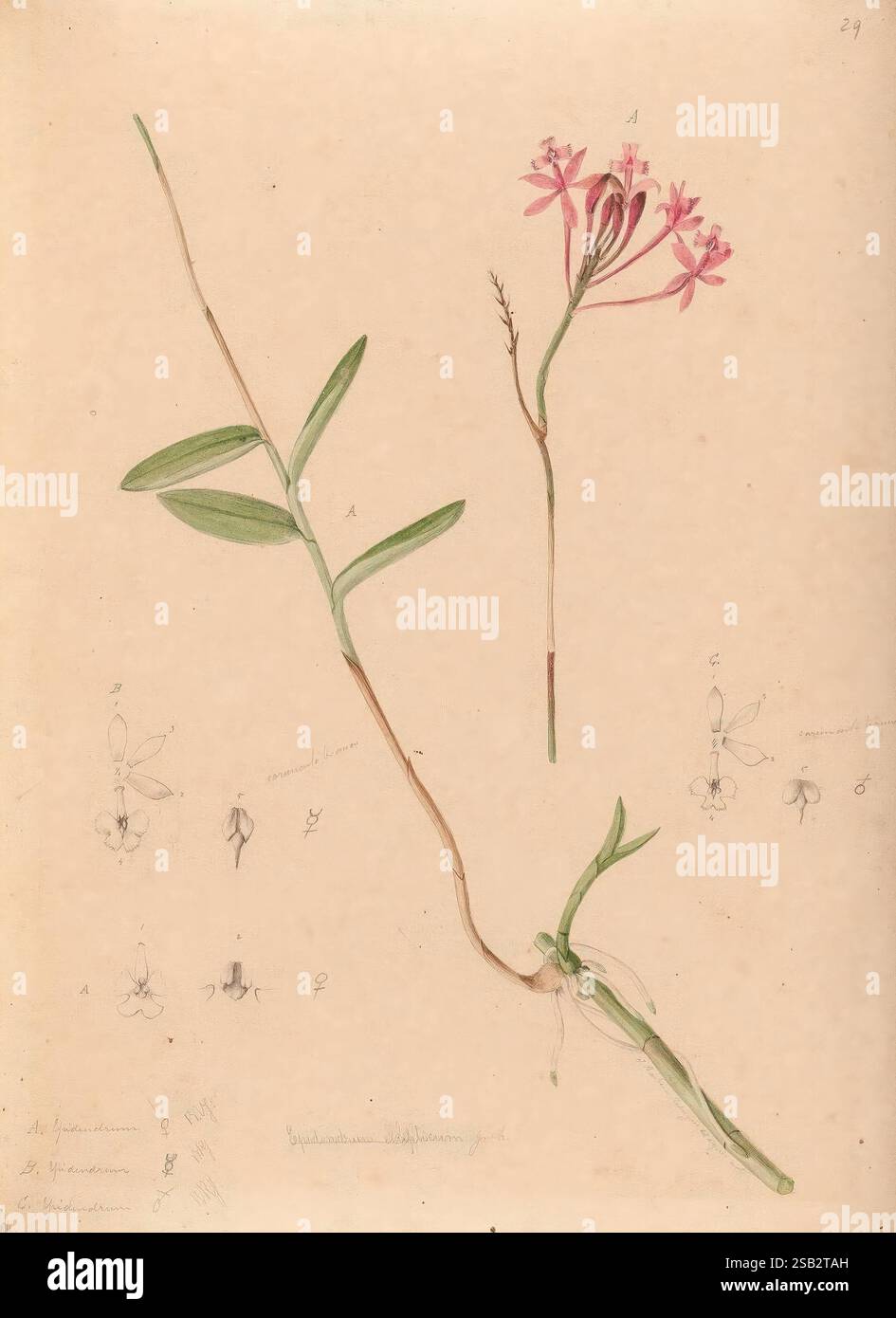Iconographie, des, orchidées, du, Brésil, João, Barbosa, Une ...