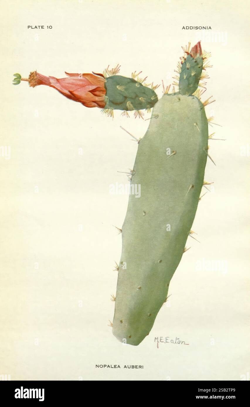 Addisonia, New York, New York Botanical Garden, 1916-1964, périodiques ...