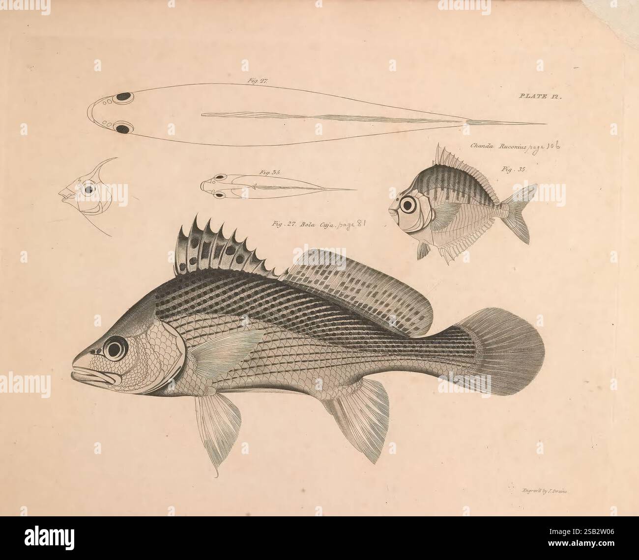 Un compte rendu des poissons trouvés dans le Gange et ses branches ...