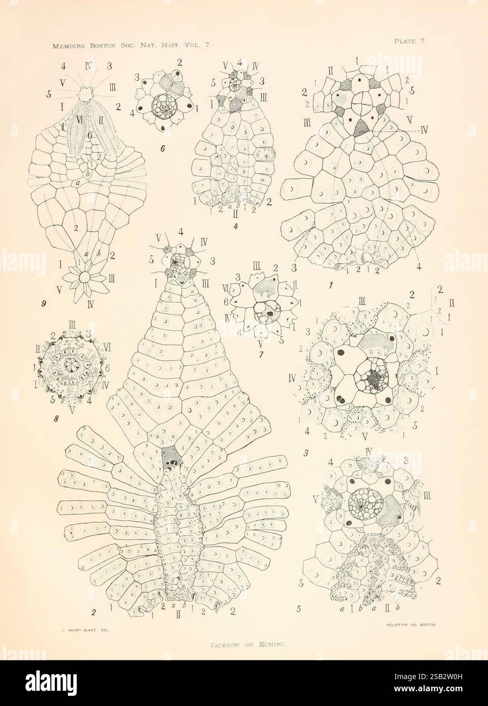 Phylogénie de l'Echini, Boston, la Société, 1912, paléontologie ...