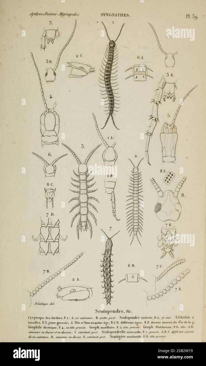 Histoire naturelle des insectes. Aptères. Paris, librairie ...