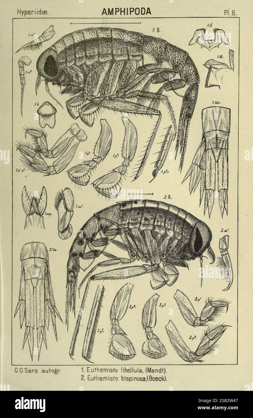 Un récit des plaques d'amphipodes de crustacés de Norvège, Christiania ...