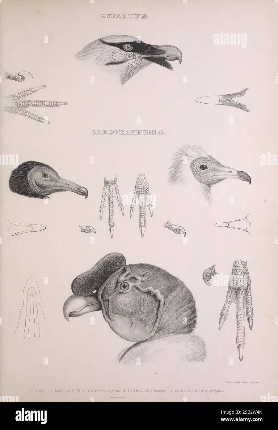 Les genres d'oiseaux, 1849 oiseaux, classification comportementale ...