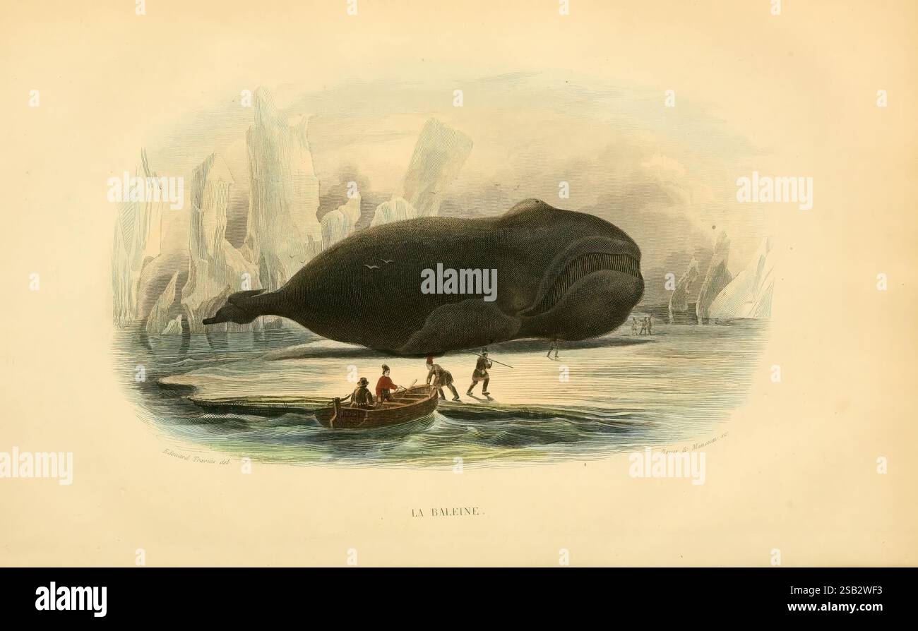 Histoire naturelle de Lacépède, Paris, Furne, Jouvet et cie, Jouvet et ...