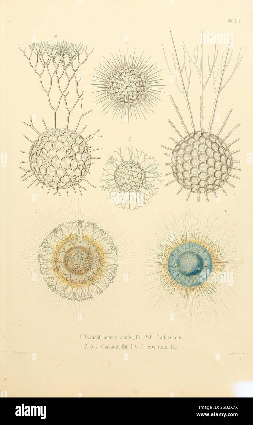 Die Radiolarien (Rhizopoda radiaria), Berlin, G. Reimer, 1862-1888 ...
