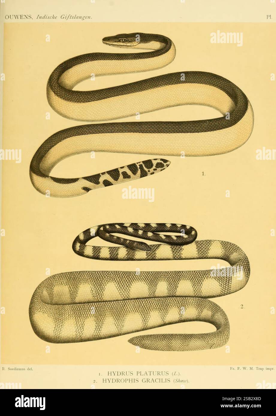 De voornaamste giftslangen van Nederlandsch Oost-Indie, Leiden, E.J ...