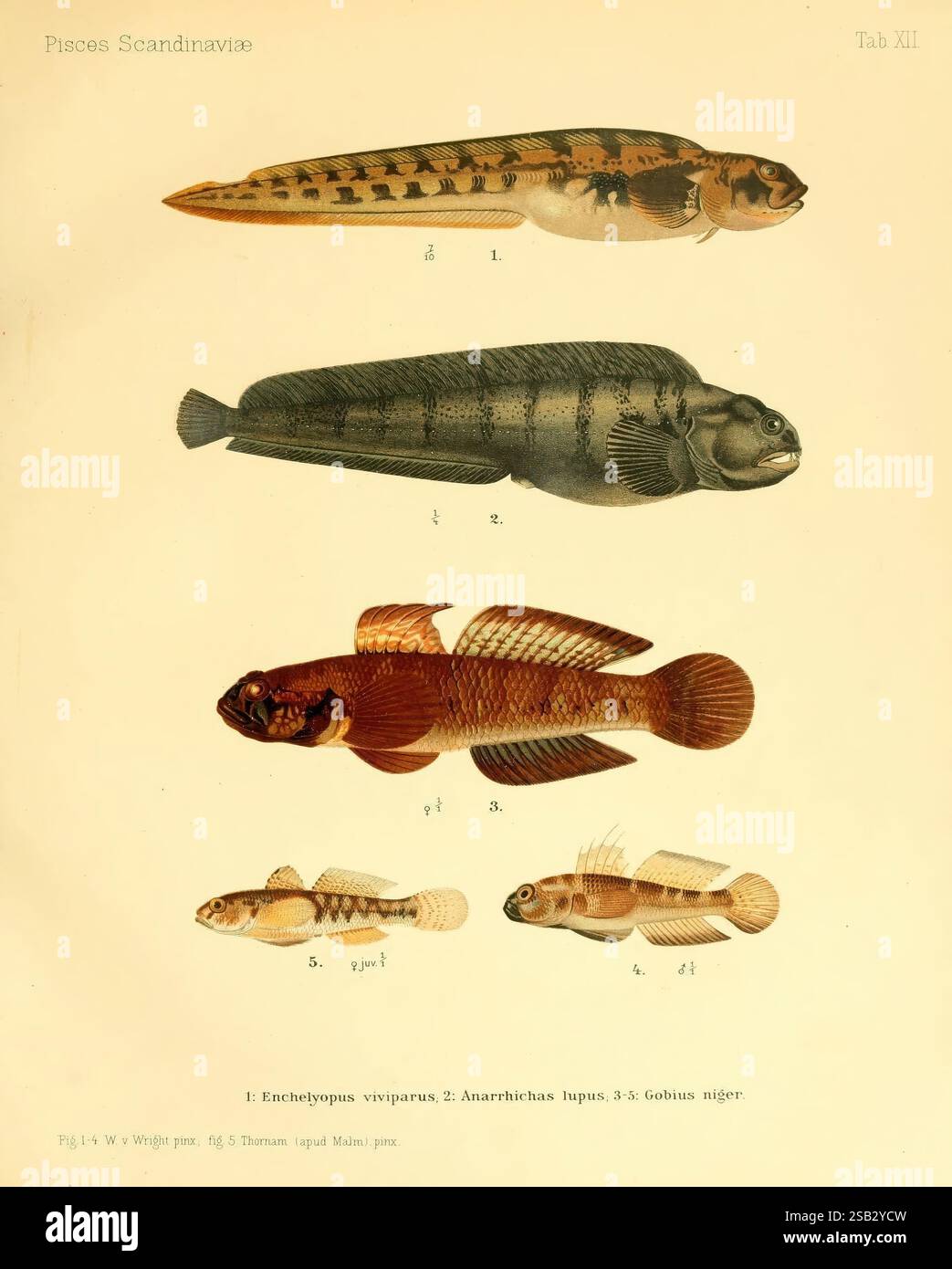 Une histoire des poissons scandinaves, Stockholm, P.A. Norstedt & söner ...