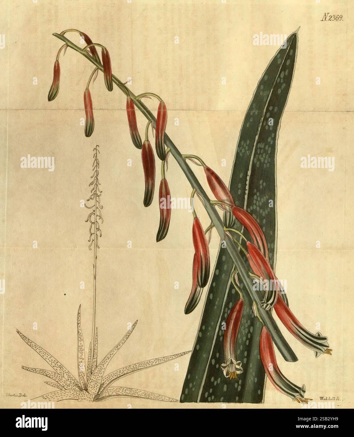 Curtis's Botanical Magazine Londres New York illustration botanique ...