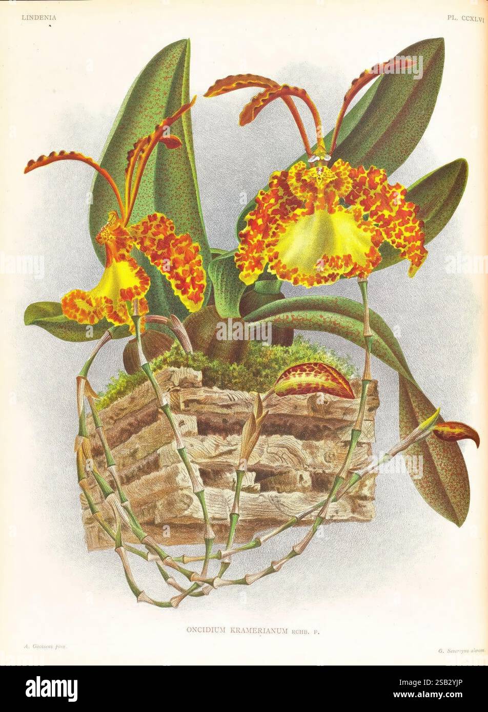 Lindenia, Gand [Belgique], Impr. F. Meyer-van Loo, 1885-1906 ...