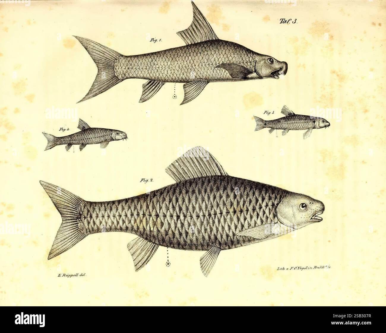 Musée Senckenbergianum, Francfort-sur-le-main, J.D. Sauerländer, 1833 ...