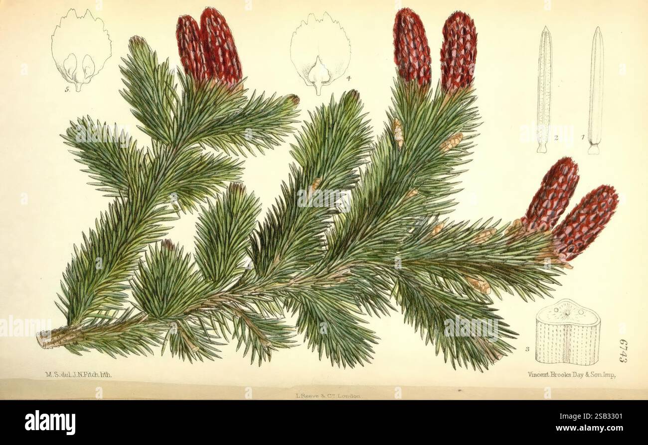 Curtis's Botanical magazine, Londres, New York, illustration botanique ...