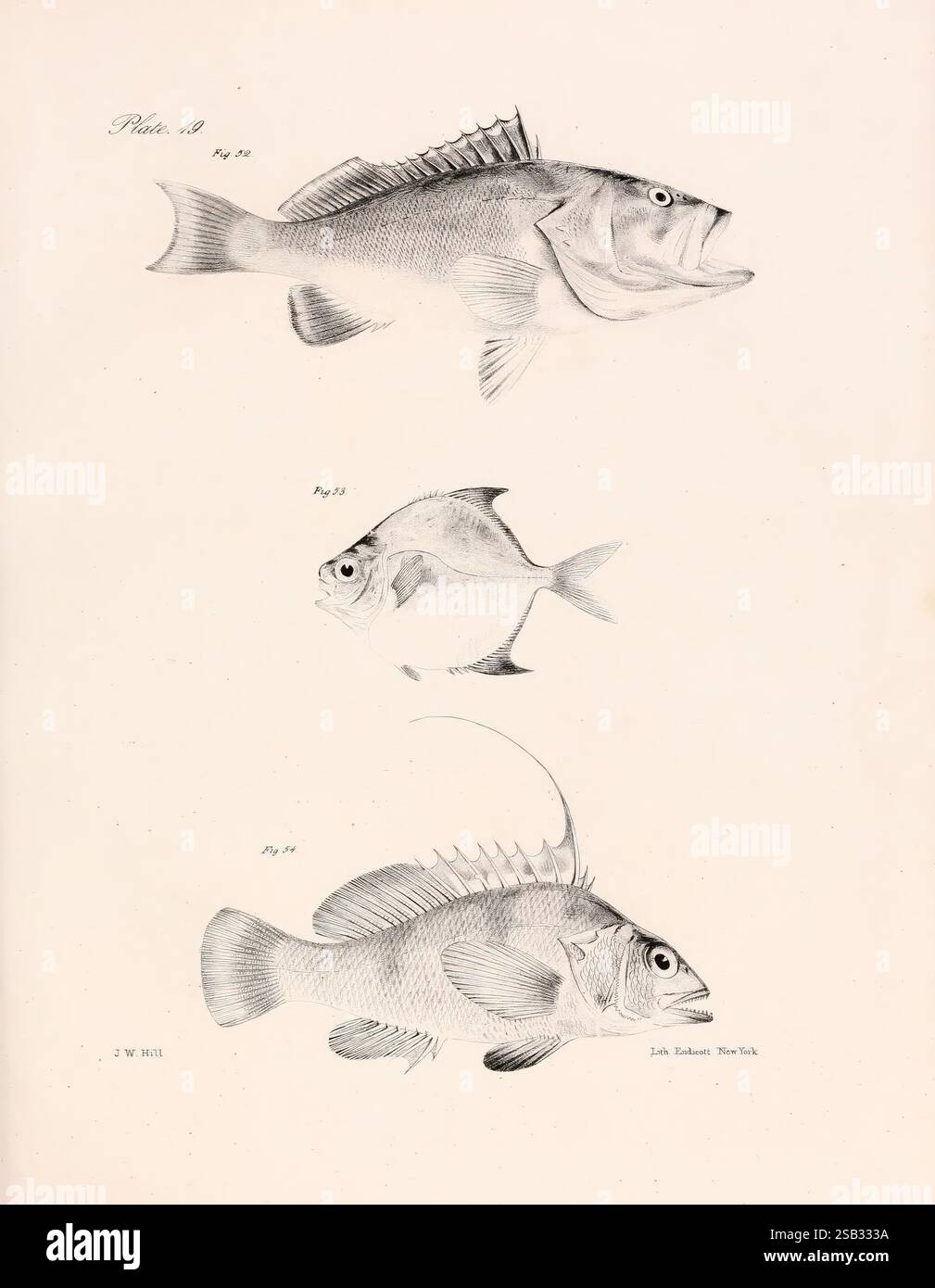Zoology of New York, Albany, W. & A. White & J. Visscher, 1842-44 ...