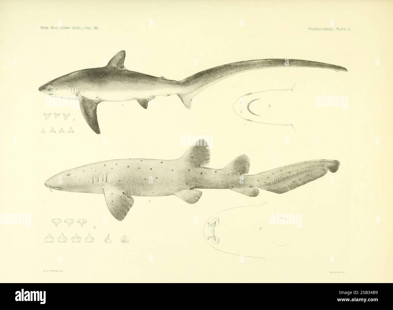 The Plagiostomia, Sharks, Skates, and Rays, Cambridge, U.S.A, 1913 ...