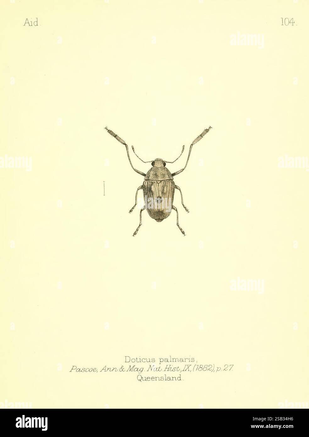 Aide à l'identification des insectes, Londres, E.W. Janson, 1880-90 ...