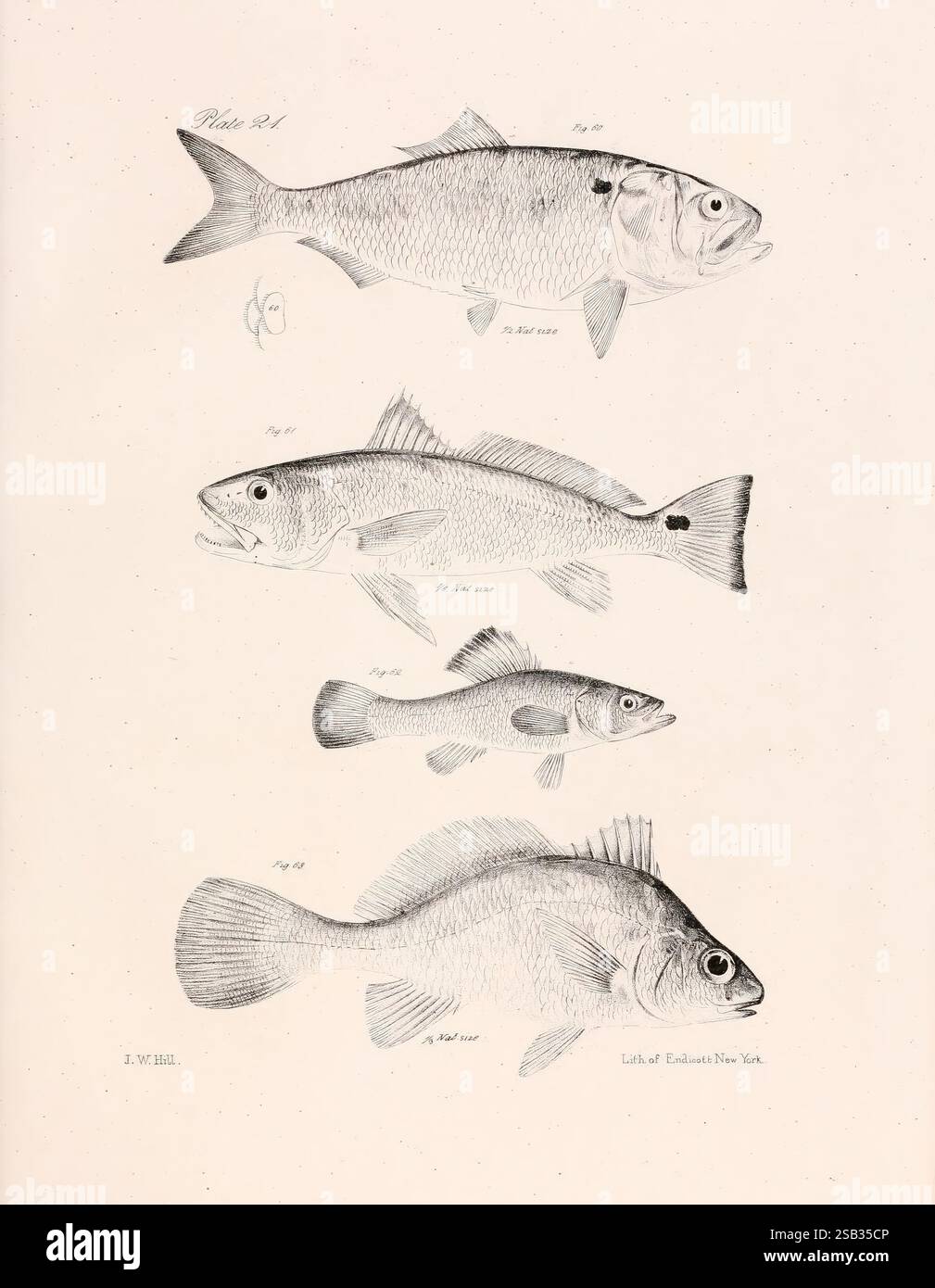 Zoology of New York, Albany, W. & A. White & J. Visscher, 1842-44 ...