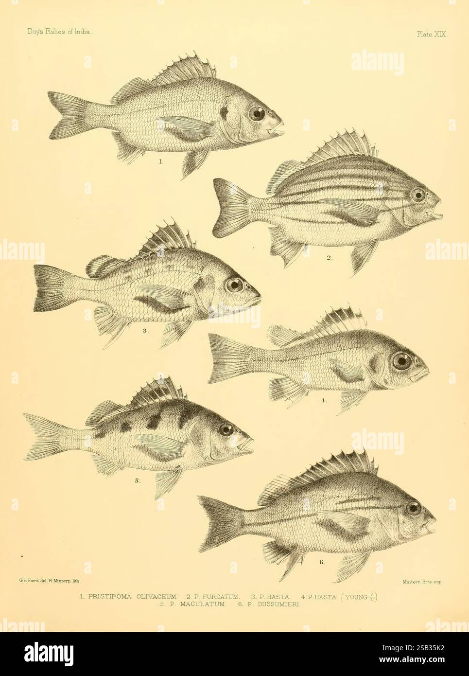 Les poissons de l'Inde, [1875]-1878. Inde, Birmanie, Océan Indien, Sri ...