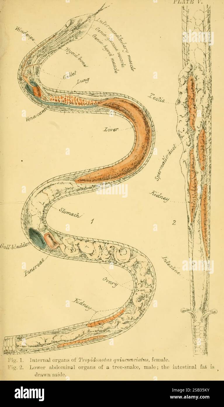 Serpents indiens, Madras, Higginbotham, 1874, Chine, Inde, serpents ...