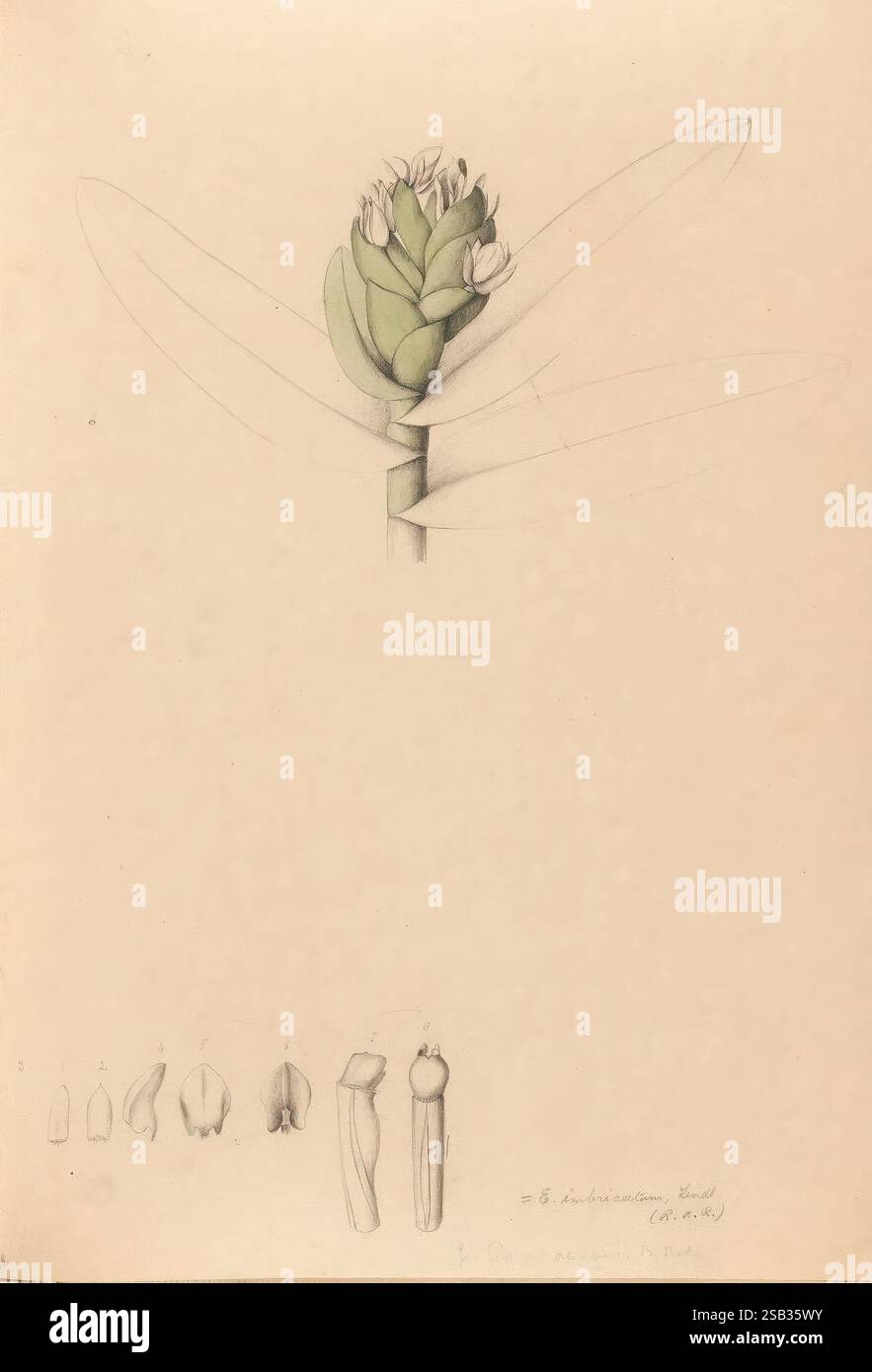 Iconographie des orchidées du Brésil, João Barbosa, l'illustration ...