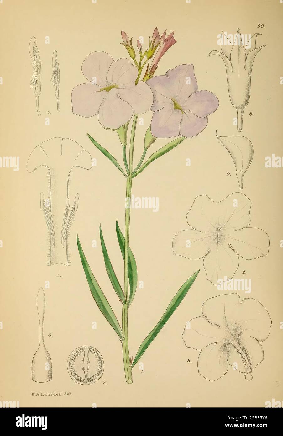 Une illustration botanique mettant en vedette une plante à fleurs ...