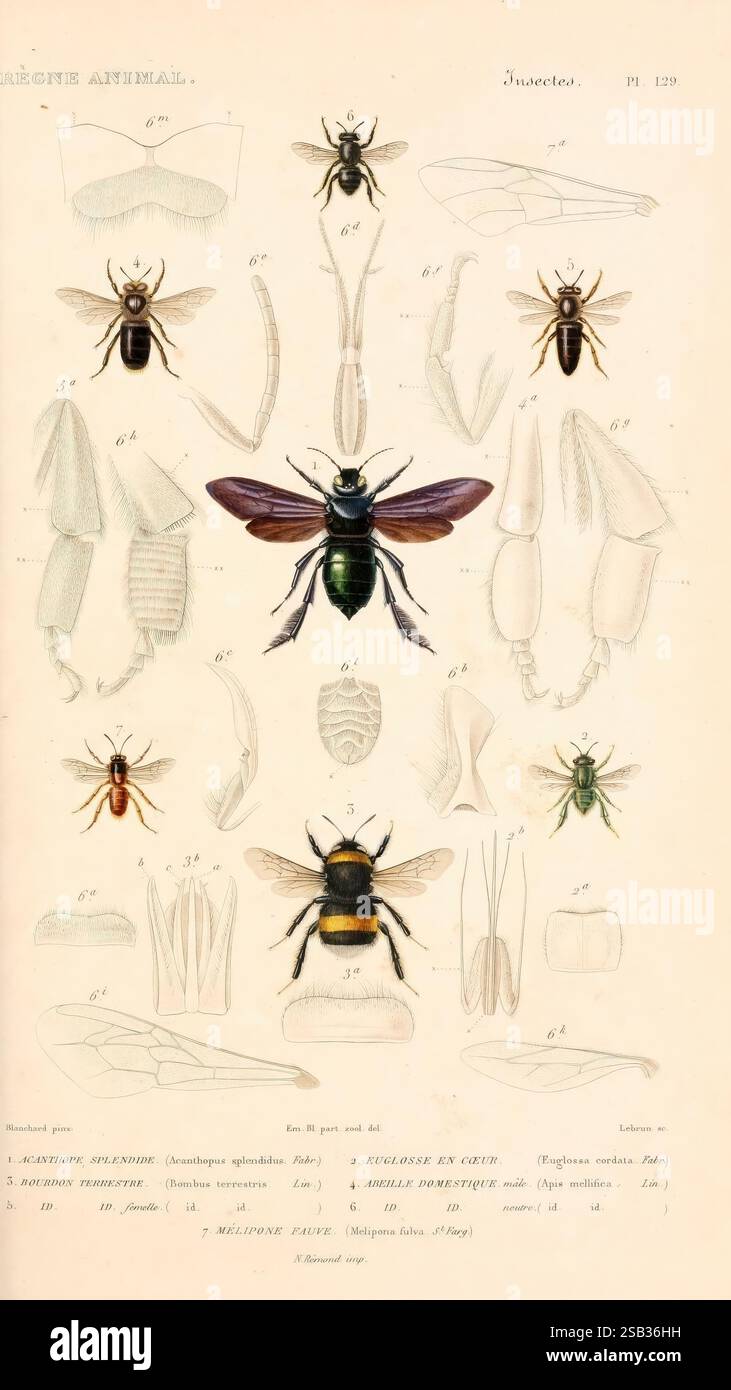 Le règne animal distribué d'après son organisation, Paris, 1836-1849 ...