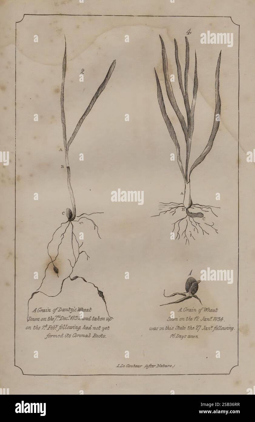 Sur les variétés de blé. Jersey, Londres, H. Payn & H. Wright, s.d ...